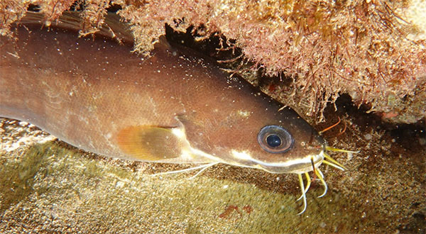 첨치과 Family Ophidiidae(cusk-eels)