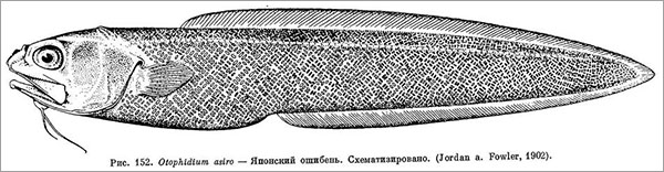 첨치과 Family Ophidiidae(cusk-eels)