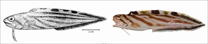 첨치과 Family Ophidiidae(cusk-eels)