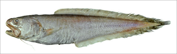 첨치과 Family Ophidiidae(cusk-eels)