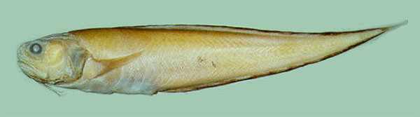 첨치과 Family Ophidiidae(cusk-eels)