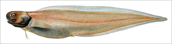 첨치과 Family Ophidiidae(cusk-eels)