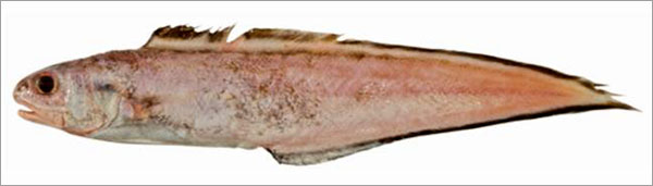 첨치과 Family Ophidiidae(cusk-eels)