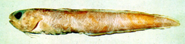 첨치과 Family Ophidiidae(cusk-eels)