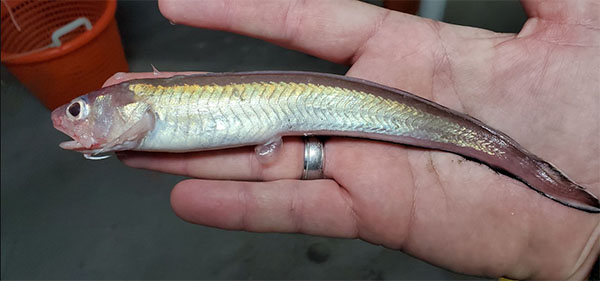 첨치과 Family Ophidiidae(cusk-eels)