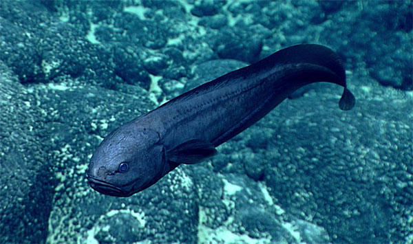 첨치과 Family Ophidiidae(cusk-eels)