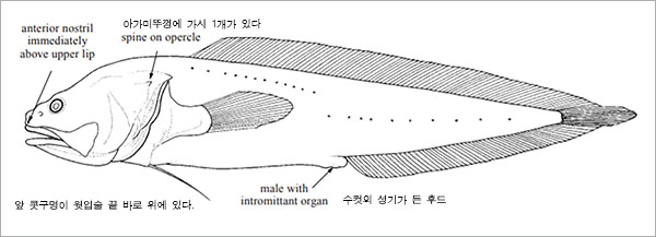 곱등양메기과 Family Bythitidae(Livebearing brotulas)