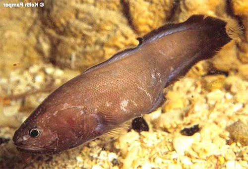 곱등양메기과 Family Bythitidae(Livebearing brotulas)