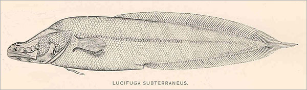 곱등양메기과 Family Bythitidae(Livebearing brotulas)