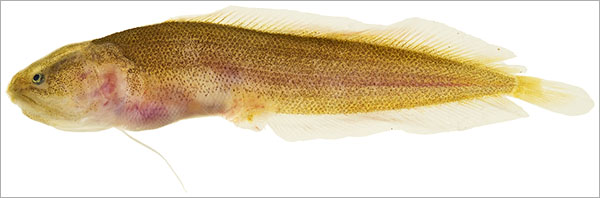 태생양메기과(임시명)Family Dinematichthyidae(Viviparous brotula)