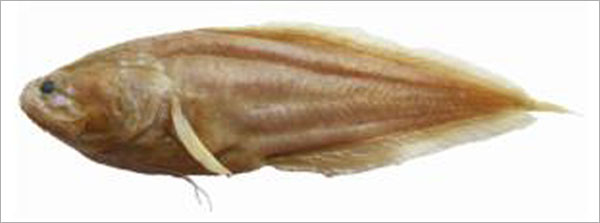 태생양메기과(임시명)Family Dinematichthyidae(Viviparous brotula)