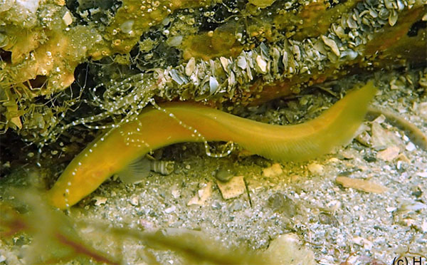 태생양메기과(임시명)Family Dinematichthyidae(Viviparous brotula)