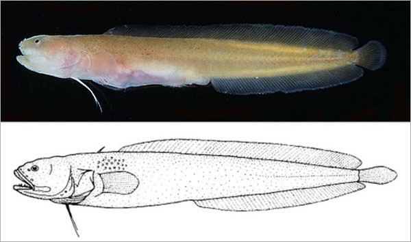 태생양메기과(임시명)Family Dinematichthyidae(Viviparous brotula)