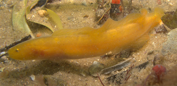 태생양메기과(임시명)Family Dinematichthyidae(Viviparous brotula)