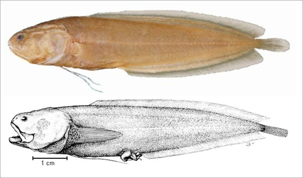 태생양메기과(임시명)Family Dinematichthyidae(Viviparous brotula)