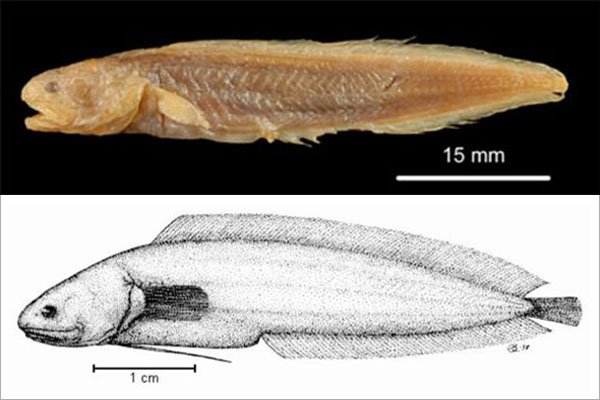 태생양메기과(임시명)Family Dinematichthyidae(Viviparous brotula)