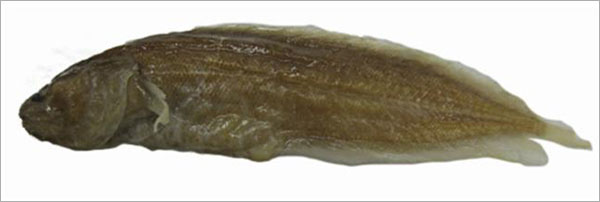 태생양메기과(임시명)Family Dinematichthyidae(Viviparous brotula)