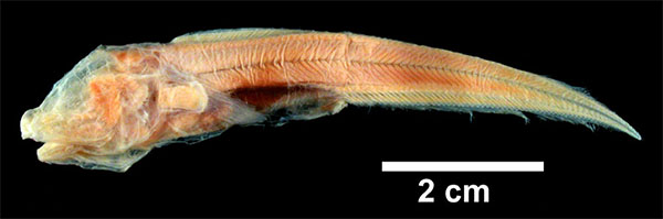 장님첨치과 Family Aphyonidae(aphyonids, blind cusk-eels)