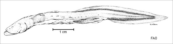 장님첨치과 Family Aphyonidae(aphyonids, blind cusk-eels)