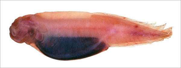 장님첨치과 Family Aphyonidae(aphyonids, blind cusk-eels)