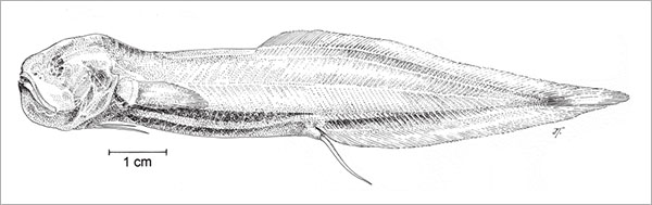 장님첨치과 Family Aphyonidae(aphyonids, blind cusk-eels)
