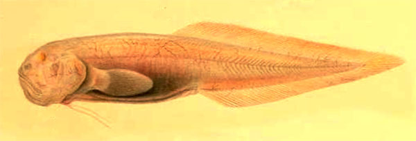 장님첨치과 Family Aphyonidae(aphyonids, blind cusk-eels)