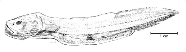 장님첨치과 Family Aphyonidae(aphyonids, blind cusk-eels)