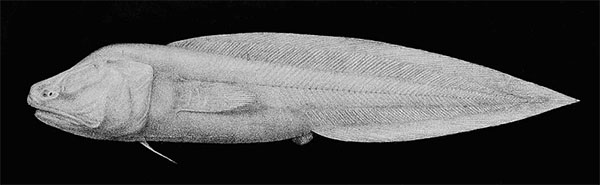 장님첨치과 Family Aphyonidae(aphyonids, blind cusk-eels)