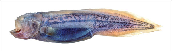 장님첨치과 Family Aphyonidae(aphyonids, blind cusk-eels)