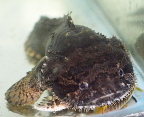 두꺼비고기목 Order Batrachoidiformes(Toadfishes)