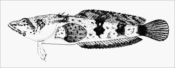 두꺼비고기과 Family Batrachoididae(Toadfishes)