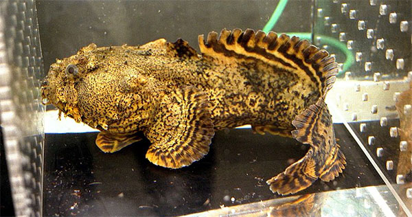 두꺼비고기과 Family Batrachoididae(Toadfishes)