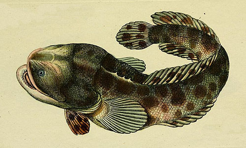 두꺼비고기과 Family Batrachoididae(Toadfishes)