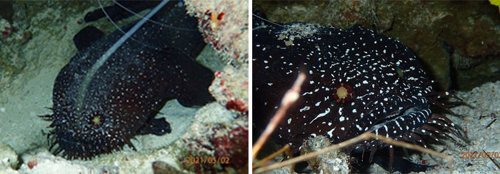 두꺼비고기과 Family Batrachoididae(Toadfishes)
