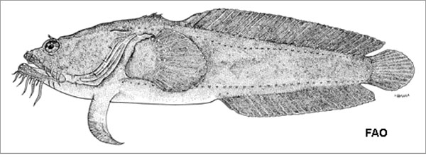 두꺼비고기과 Family Batrachoididae(Toadfishes)