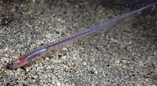 펄피시(Pearl fish). Carapus acus