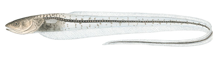 펄피시(Pearl fish). Carapus acus
