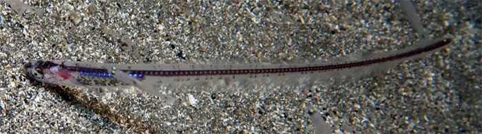 펄피시(Pearl fish). Carapus acus