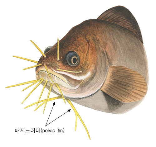 수염첨치(Goatsbeard) Brotula multibarbata