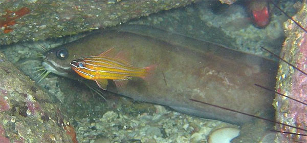 수염첨치(Goatsbeard) Brotula multibarbata