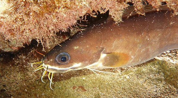 수염첨치(Goatsbeard) Brotula multibarbata