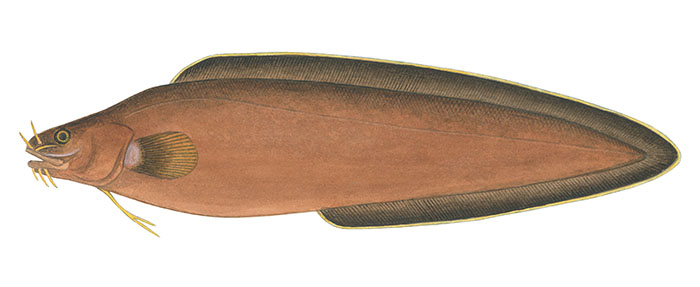 수염첨치(Goatsbeard) Brotula multibarbata