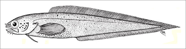 수염첨치(Goatsbeard) Brotula multibarbata