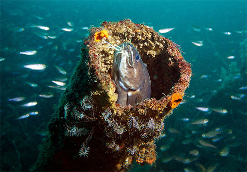 수염첨치(Goatsbeard) Brotula multibarbata