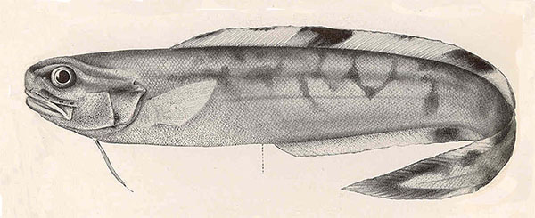 그물메기(Sivicola cusk) Neobythites sivicola