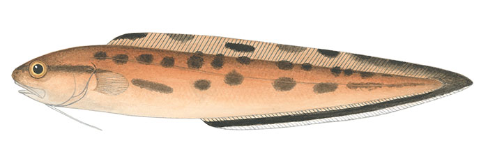 동갈메기(Golden cusk) Sirembo imberbis