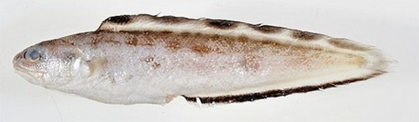 동갈메기(Golden cusk) Sirembo imberbis