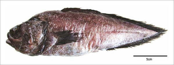 곱등양메기(Humpback brotula). Grammonus robustus