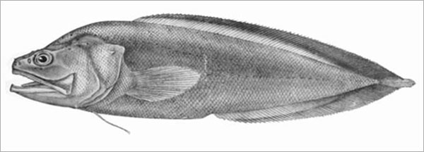 곱등양메기(Humpback brotula). Grammonus robustus