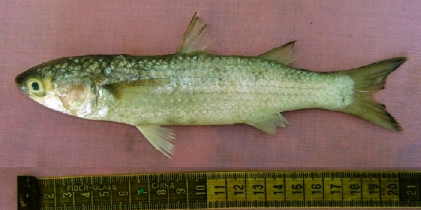 등줄숭어(Keeled mullet). Planiliza carinata